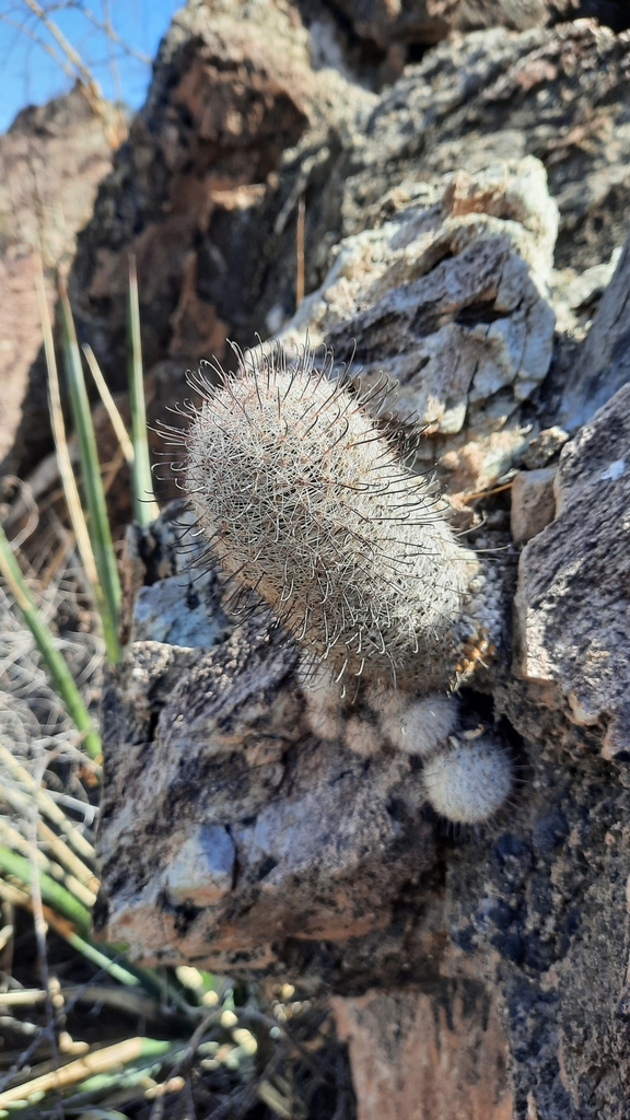 Graham's nipple cactus from Las Lomas, Hermosillo, Son., México on ...