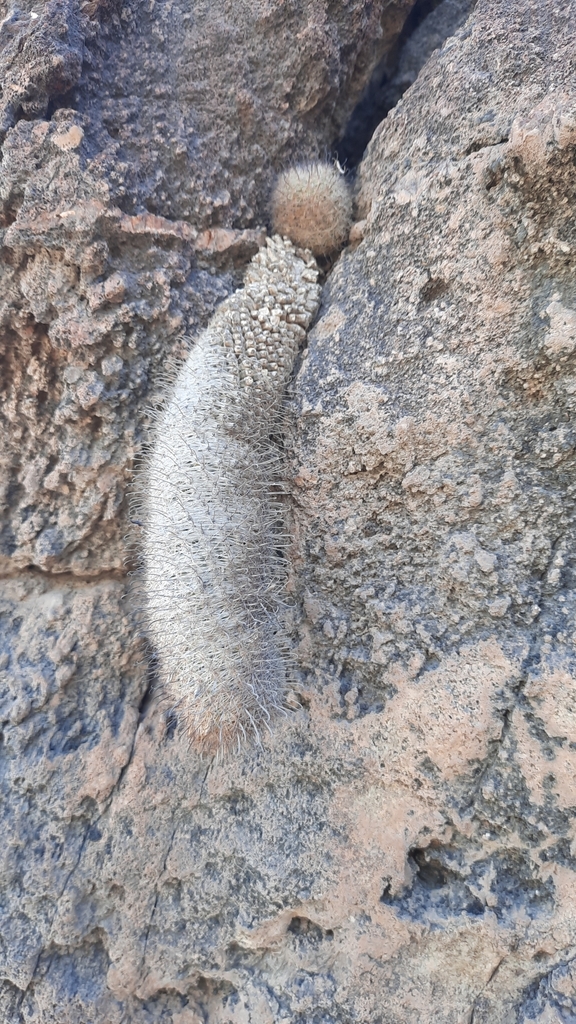 Graham's nipple cactus from Las Lomas, Hermosillo, Son., México on ...