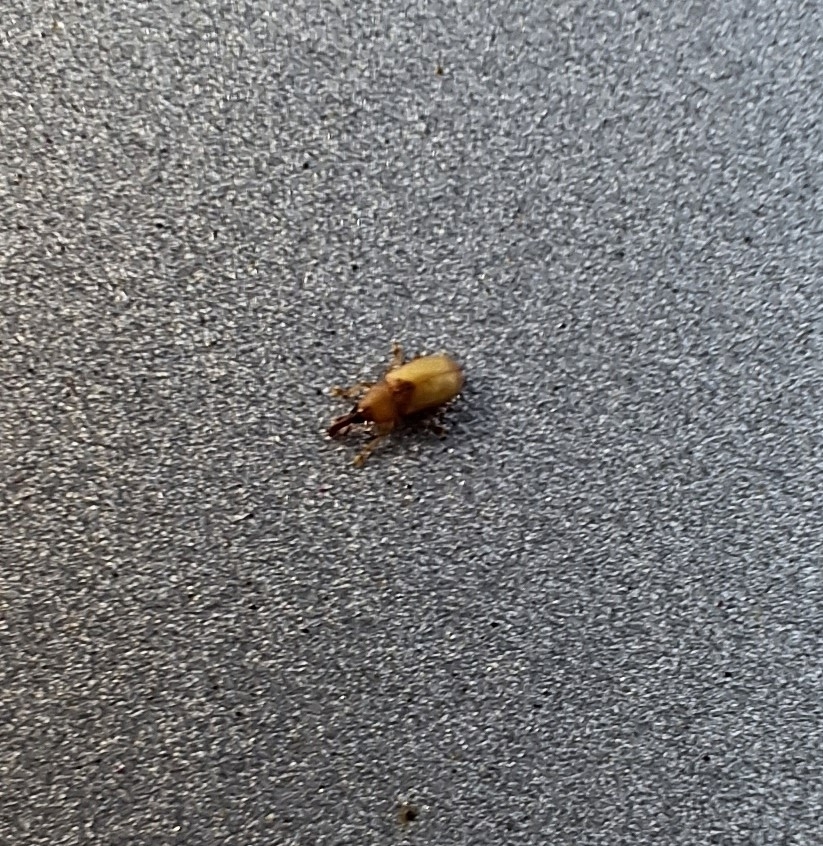 Notolomus basalis from North Merritt Island, FL 32953, USA on March 8 ...