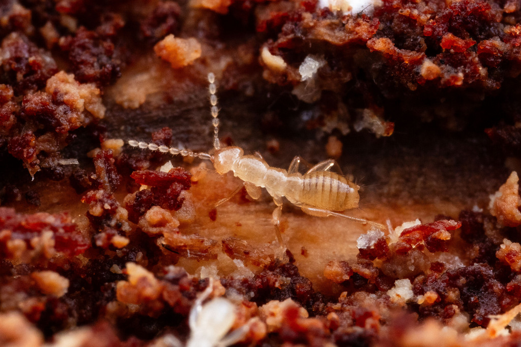 Hubbard's Angel Insect from Walker, Texas, United States on February 08 ...