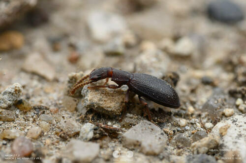 Dichillus sanguinipes · iNaturalist