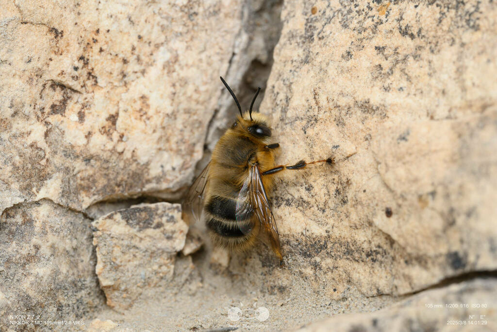 Common Digger Bees from 中国北京市海淀区 on March 08, 2025 at 02:01 PM by ...