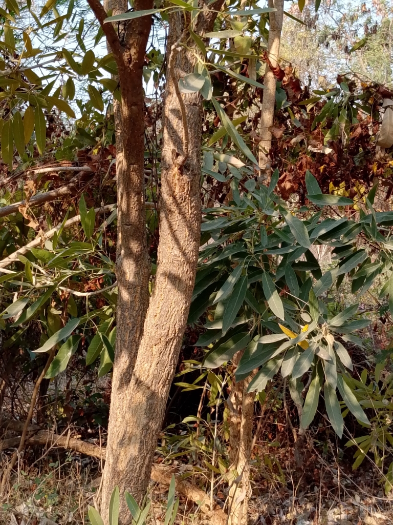 Yellow Trumpet-tree from Ranga Reddy, IN-TG, IN on March 9, 2025 at 08: ...