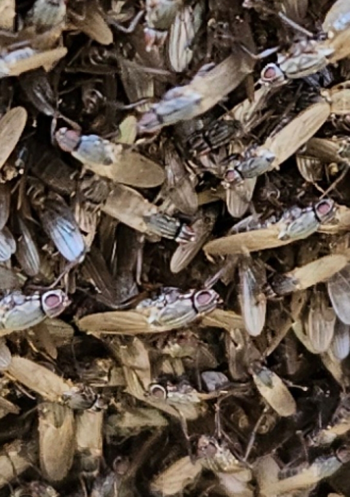 Schizophoran Flies from Australia on March 9, 2025 at 01:13 PM by Joan ...