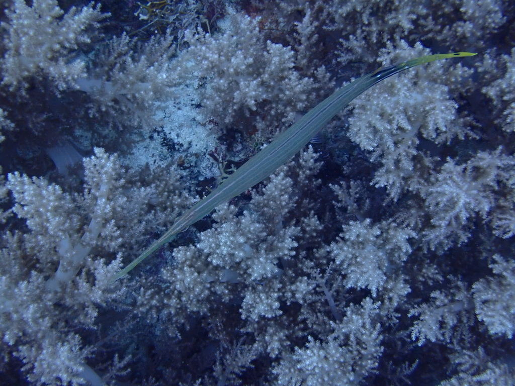 Pacific Trumpetfish from 77Q8+VJ, Tabango, Leyte, Philippines on March ...