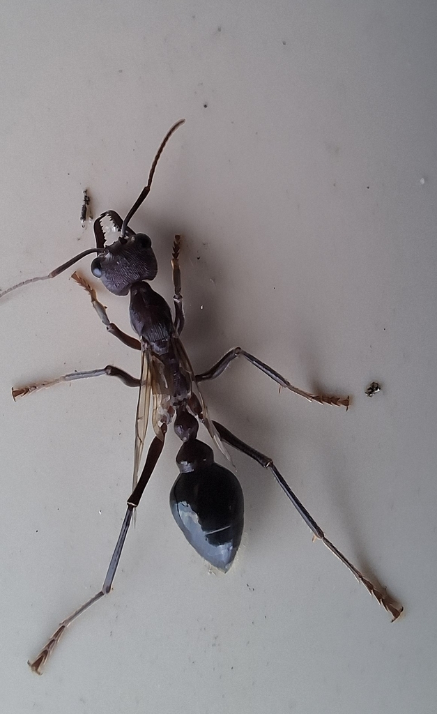 Inchman Ant from Carlton TAS 7173, Australia on March 9, 2025 at 05:38 ...
