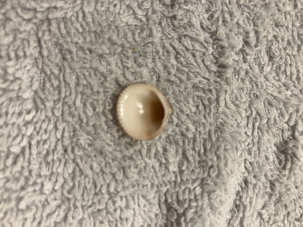 Spectral Bittersweet Clam from North Atlantic Ocean, Wrightsville Beach ...