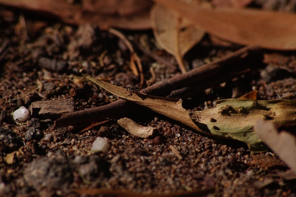 Notius depressus from Bridge Creek VIC 3723, Australia on March 08 ...