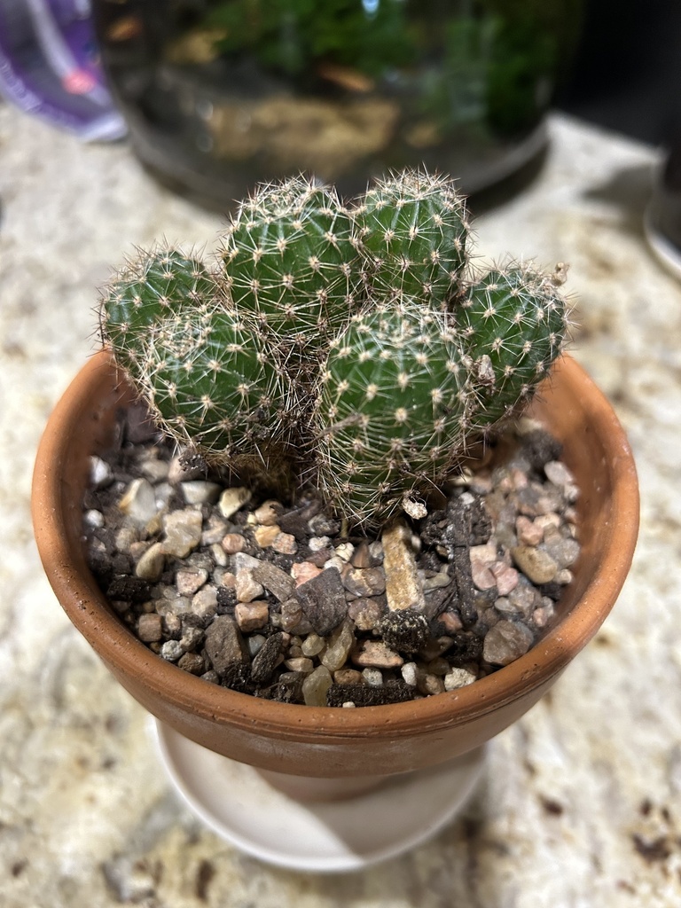 globular cacti, moonlight cacti, torch cacti, and allies from Smokey ...