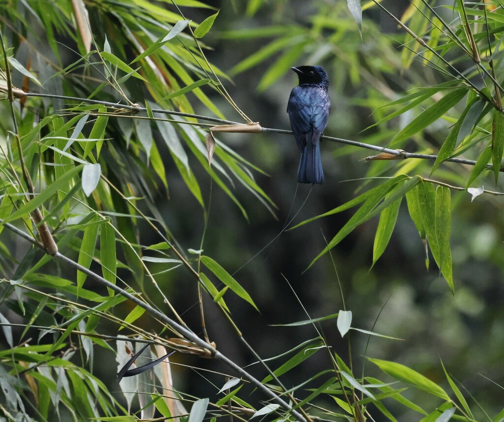 Lesser Racket-tailed Drongo from Huai Mae Priang, Kaeng Krachan District, Phetchaburi 76170 ...