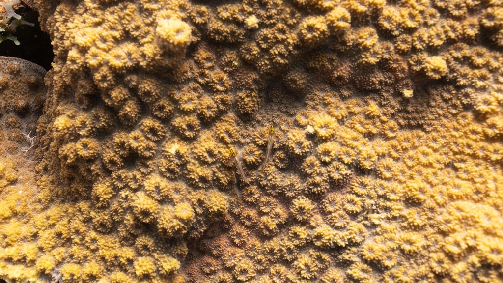 Hedgehog Corals from Misali Island, Tanzania on March 9, 2025 at 09:57 ...