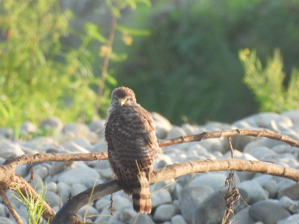 Roadside Hawk from 70947 Oax., México on March 9, 2025 at 07:22 AM by ...
