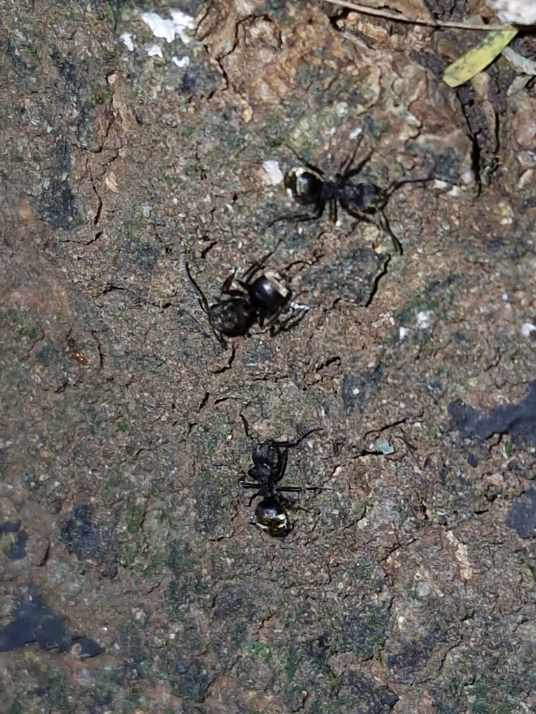 Dolichoderus bispinosus from Foz do Iguaçu - PR, Brasil on March 9 ...