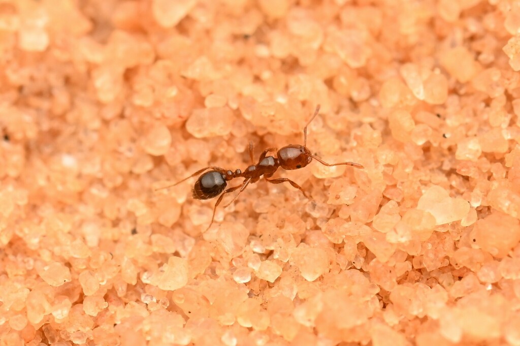 Red Imported Fire Ant from Highlands County, FL, USA on March 6, 2025 ...