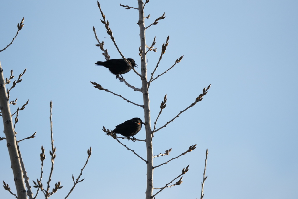 Red-winged Blackbird from South Riverdale, Toronto, ON, Canada on March ...