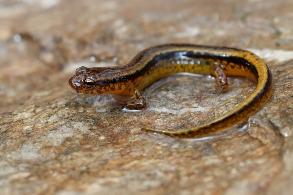 Southern Two-lined Salamander in March 2025 by Martina N · iNaturalist