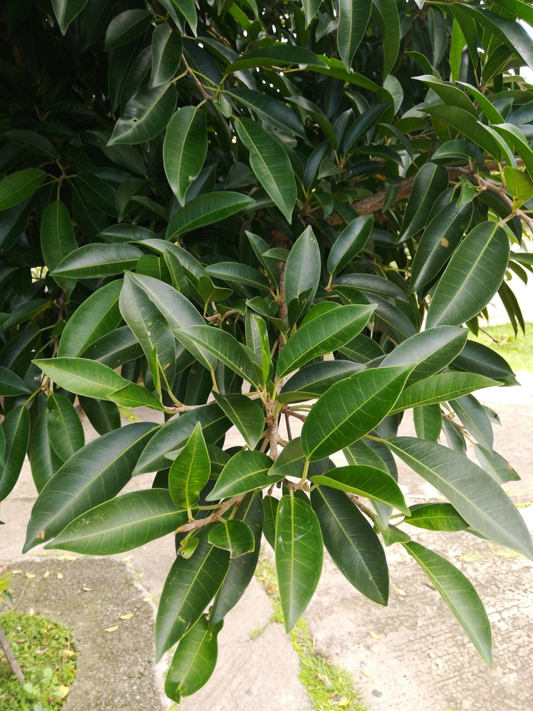 Ficus pertusa from San José, Curridabat, Costa Rica on August 08, 2019 at 10:14 AM by Federico ...