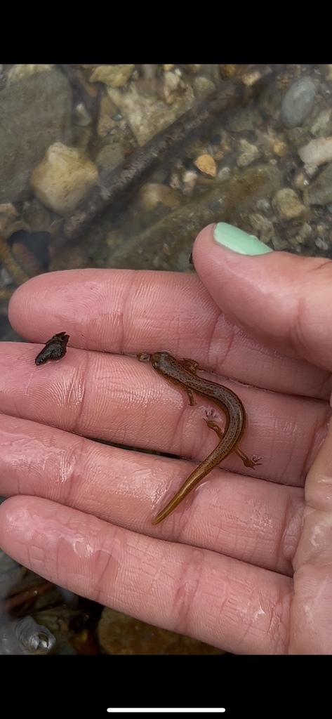 Blue Ridge Two-lined Salamander from Julian Price Memorial Park, Boone ...
