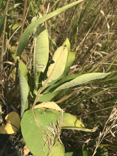 Observations by stephasaurus · iNaturalist