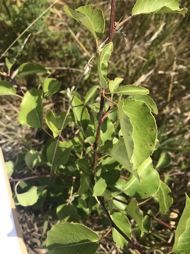 Observations by stephasaurus · iNaturalist