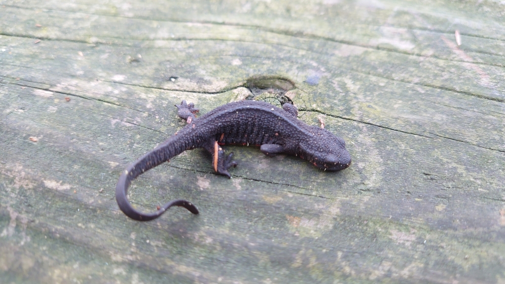 Japanese Fire-bellied Newt in March 2025 by アキラ · iNaturalist