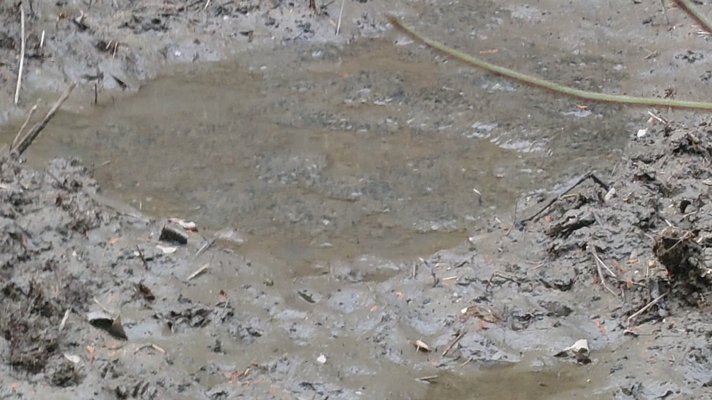 Pond Frogs from 3192-1 Kisabe, Katano, Osaka 576-0002, Japan on March ...