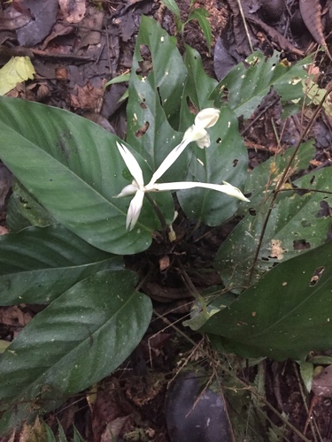 Calathea bantae · iNaturalist