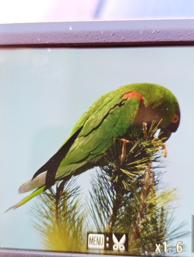 Maroon-fronted Parrot in March 2025 by Claudia Berumen · iNaturalist