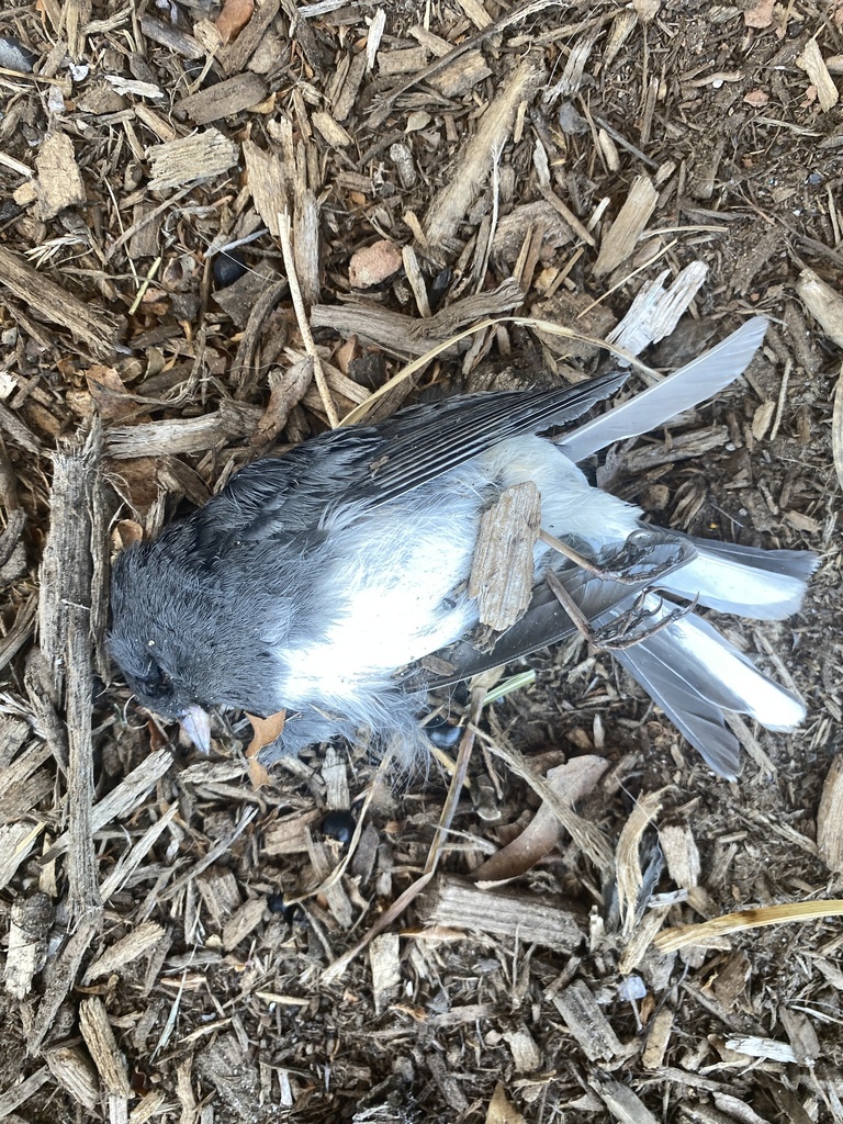 Dark-eyed Junco from Glenwood Green, Old Bridge, NJ, US on March 10 ...