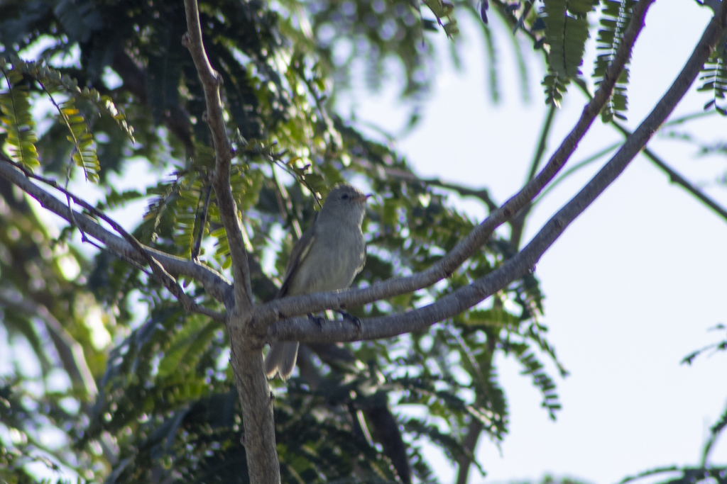 Northern Beardless-Tyrannulet from Cozumel, Quintana Roo, Mexico on ...