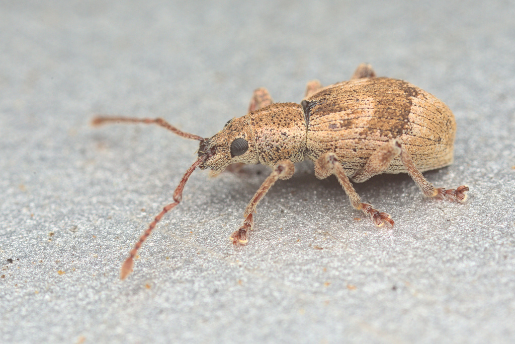 obscure root weevil from Mendocino County, CA, USA on March 06, 2025 at 01:42 PM by Graham ...