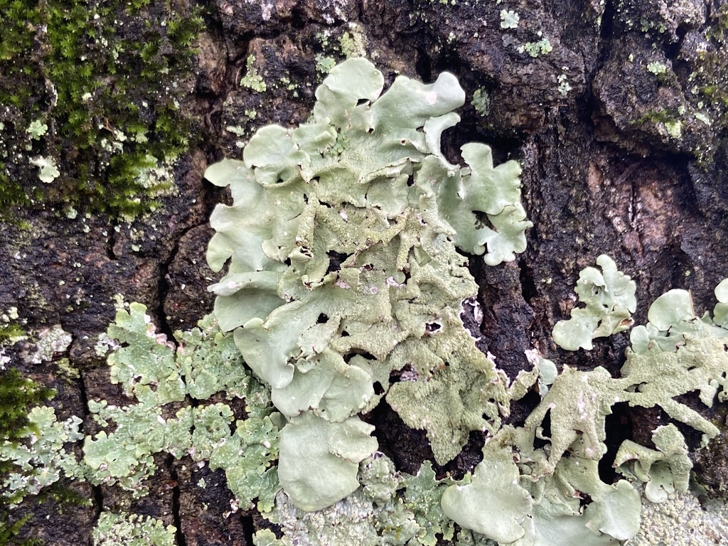 Old Gray Ruffles from State Route 31 Alt, Valdosta, GA, US on March 10 ...