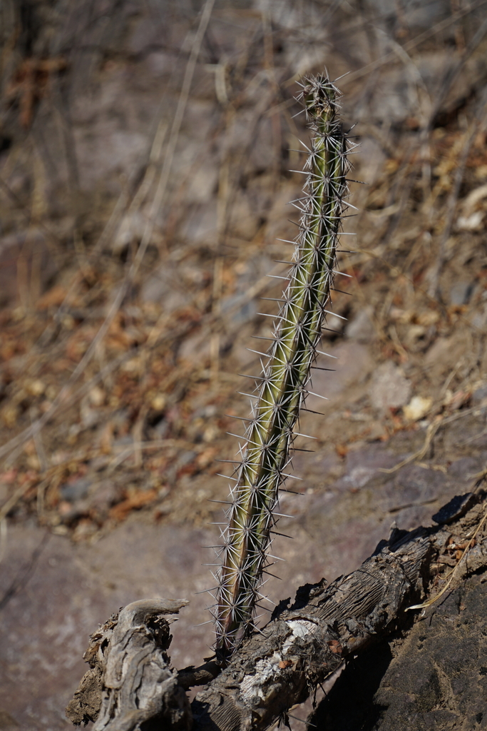 Octopus Cactus in March 2025 by Daniel · iNaturalist