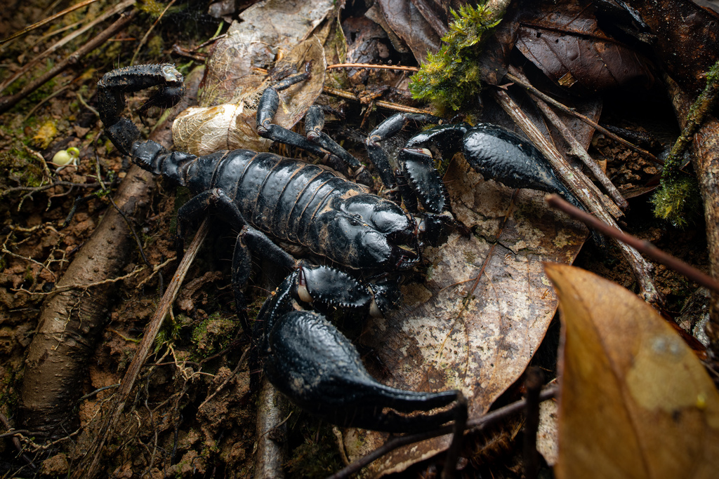 Giant Blue Scorpion from Bukit Tinggi, 28750 Bentong, Pahang, Malaysia ...
