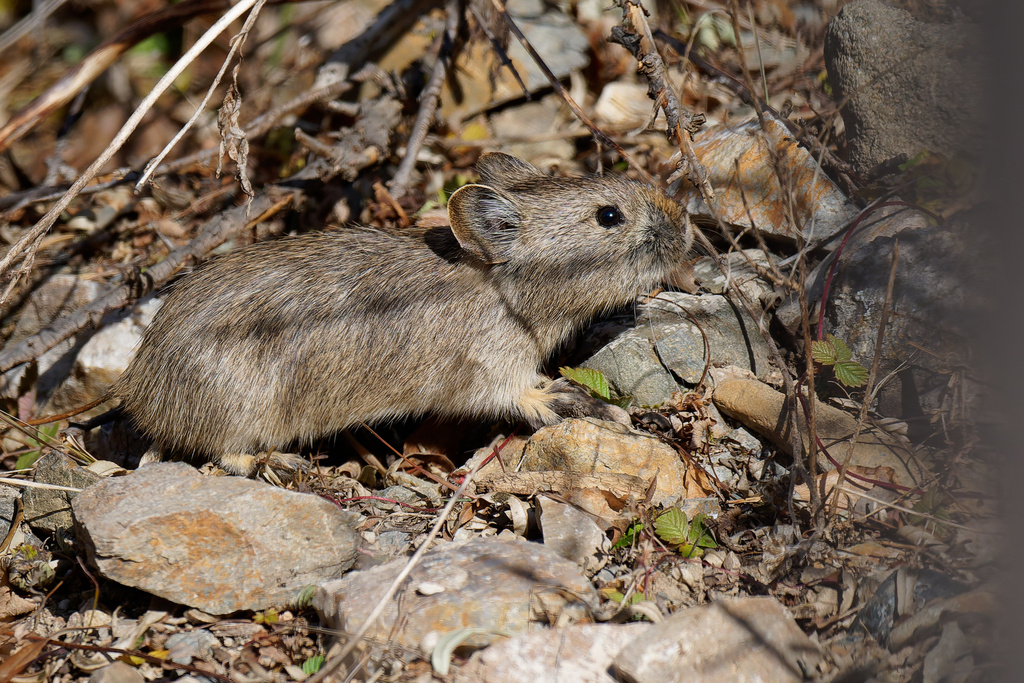 Chinese Red Pika from 门源回族自治县, 海北藏族自治州, 青海省, CN on February 11, 2025 at ...