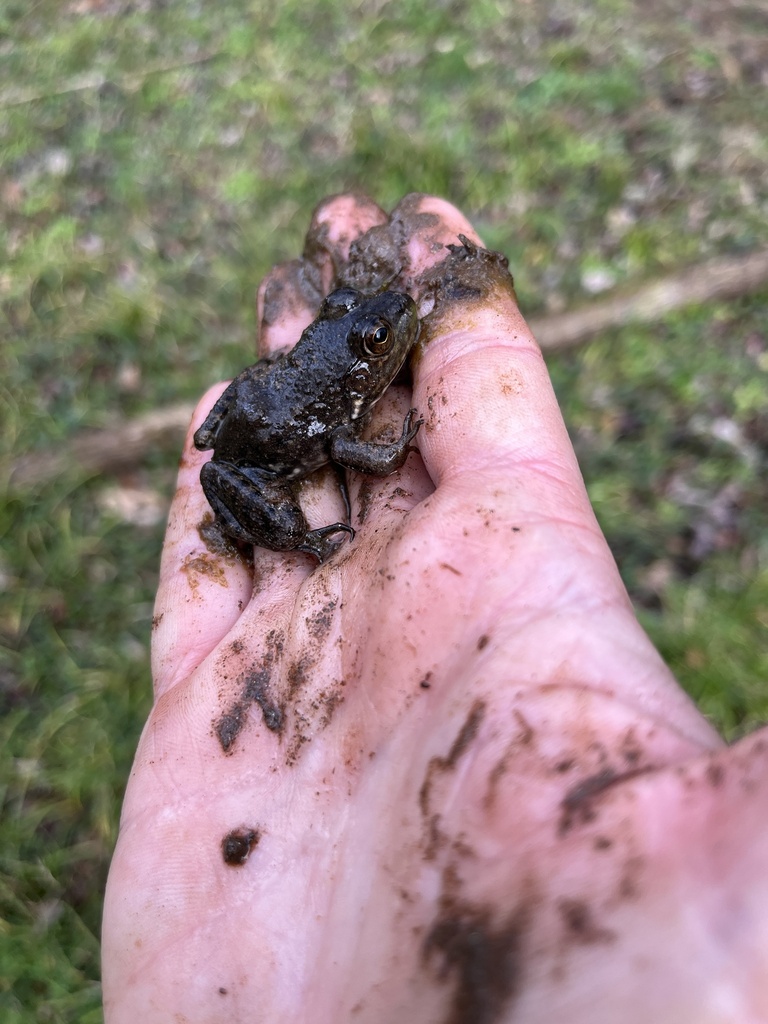 American Bullfrog from Chattahoochee River National Recreation Area ...