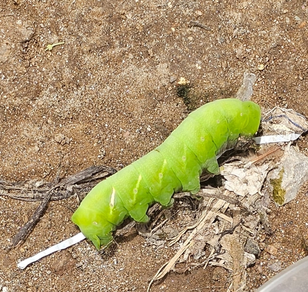 Vine Sphinx from Lázaro Cárdenas, Zapotiltic, Jal., México on January ...