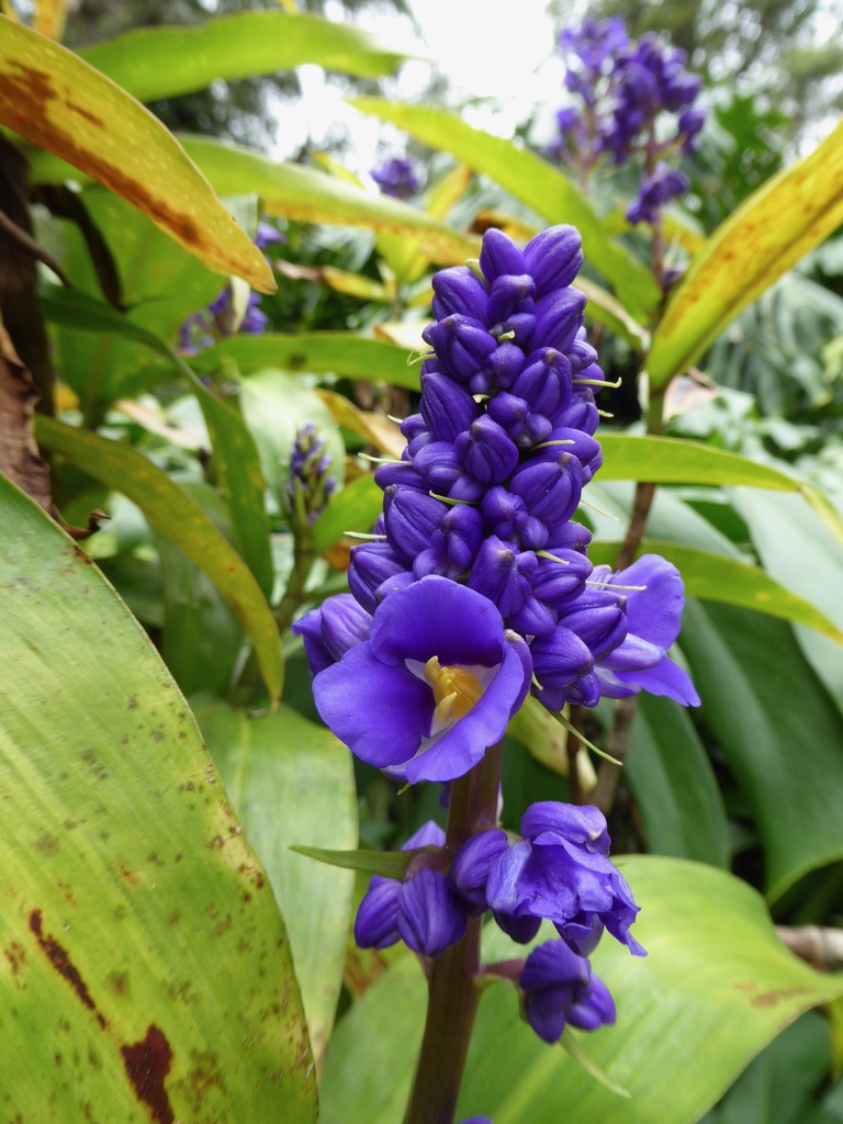 Blue ginger from Hawaii County, HI, USA on August 7, 2019 at 02:44 PM ...