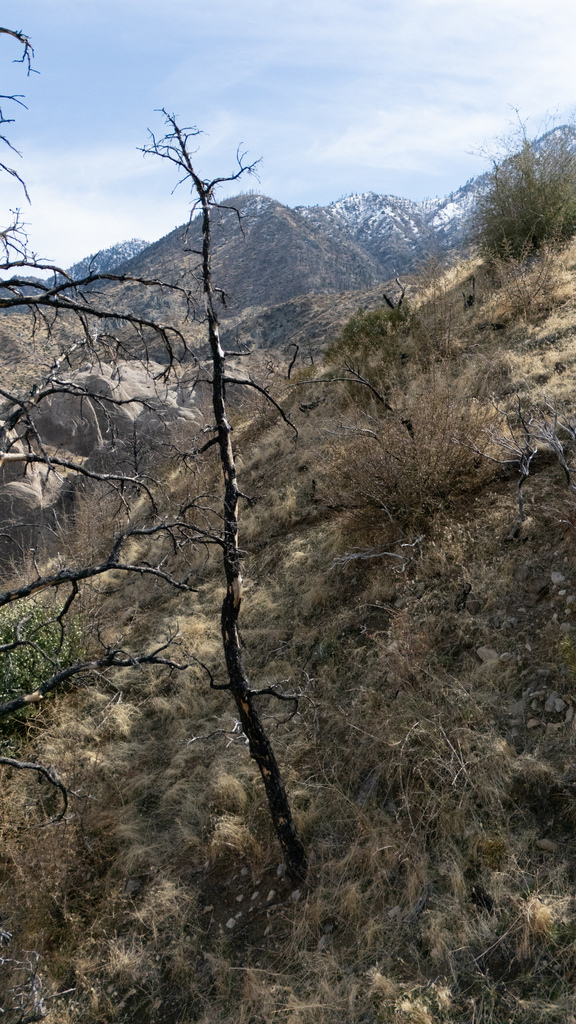 singleleaf pinyon from Los Angeles County, CA, USA on March 10, 2025 at ...