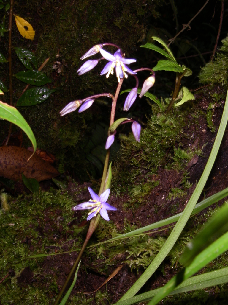 flax-lilies from WHP, Lot 13 Section 45, Mount Hagen 281, Papua New ...
