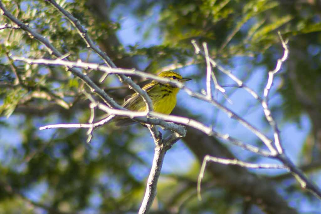 Prairie Warbler from Cozumel, Quintana Roo, Mexico on March 4, 2025 at ...