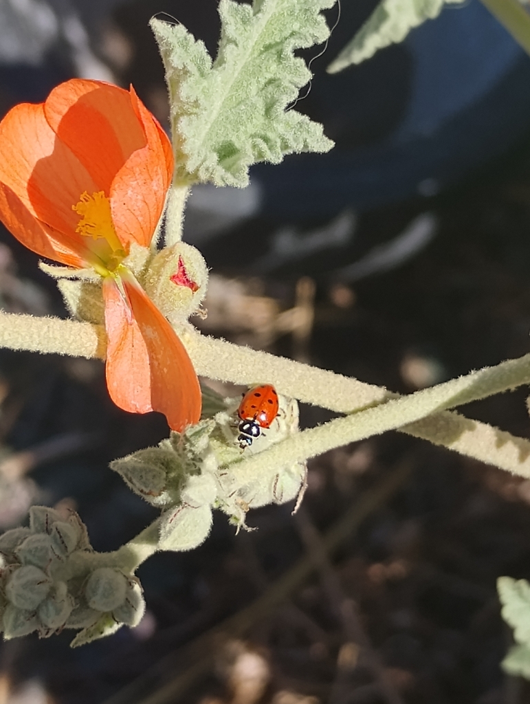 Convergent Lady Beetle from Youngtown, AZ 85363, USA on March 9, 2025 ...