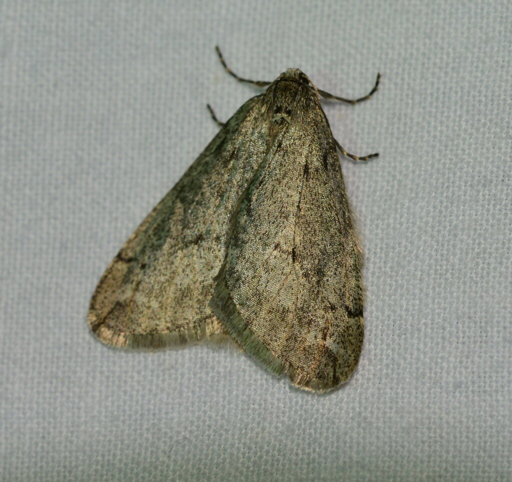 Spring Cankerworm Moth from Kalamazoo County, MI, USA on March 10, 2025 ...