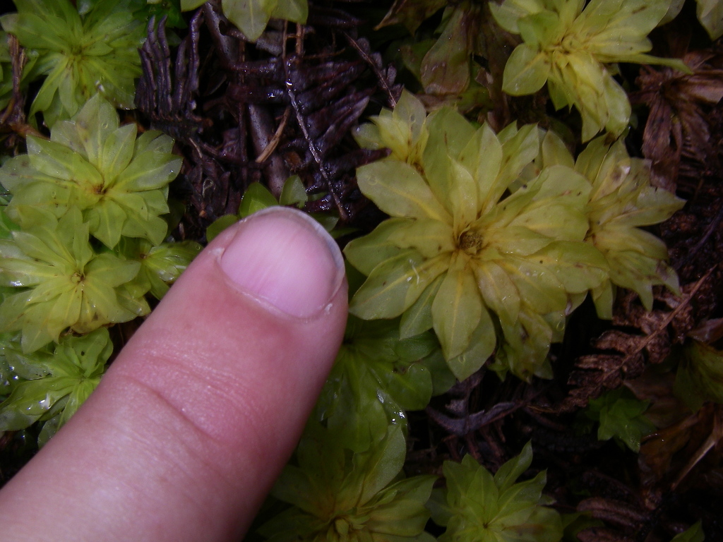 Bryales from WHP, Lot 13 Section 45, Mount Hagen 281, Papua New Guinea ...