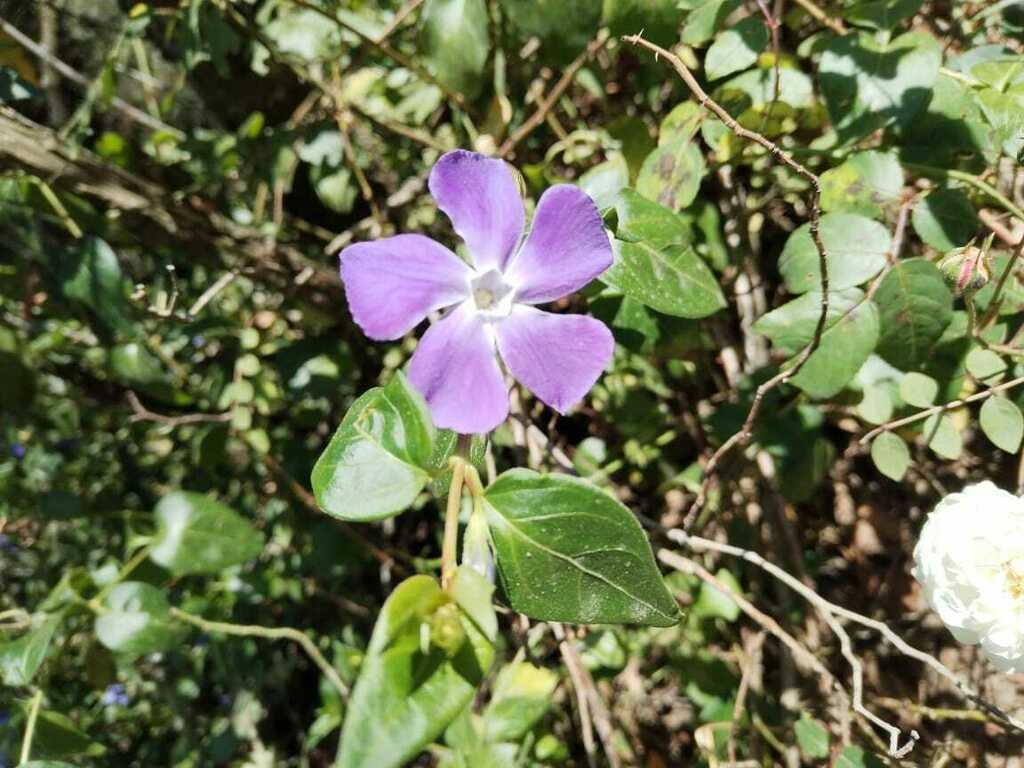 greater periwinkle from La Bellota, Reserva Ecológica Estatal el ...