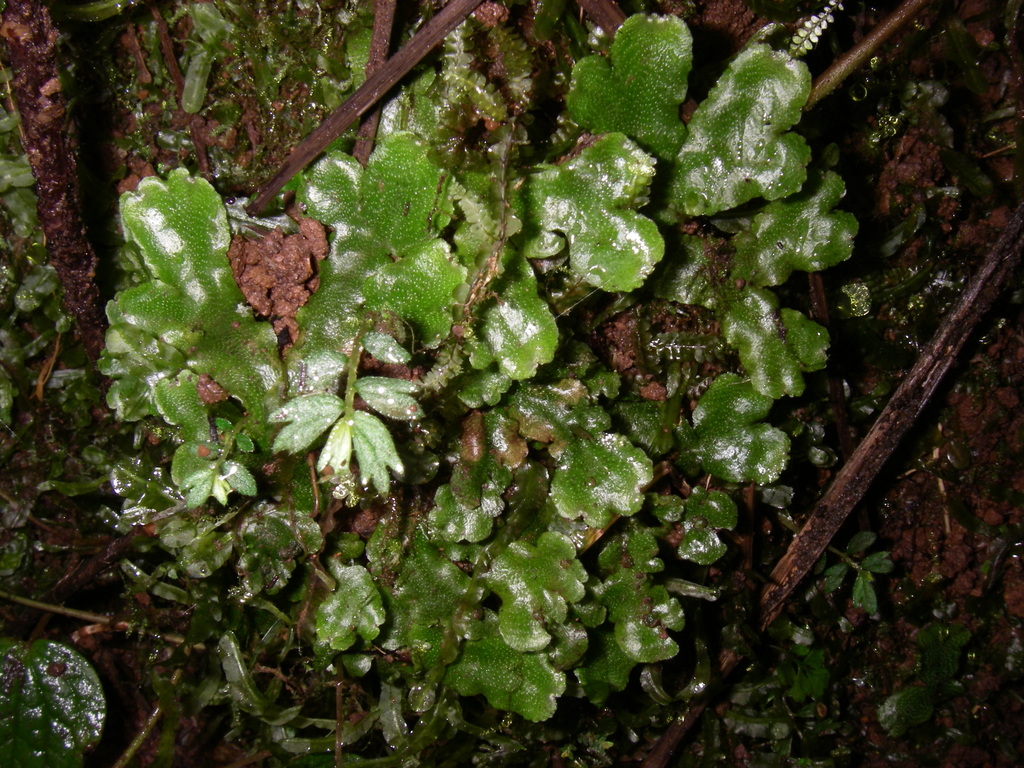 Wiesnerella from WHP, Lot 13 Section 45, Mount Hagen 281, Papua New ...