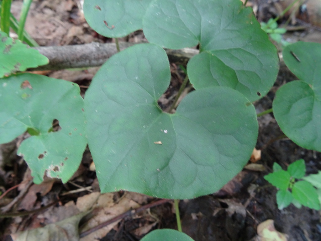 Canadian wild ginger from Millcreek, Pennsylvania, United States on ...
