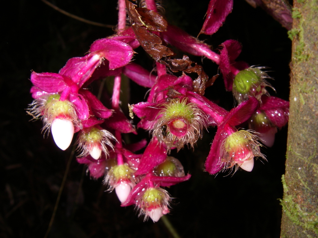 Medinilla from Hela Province, Papua New Guinea on July 16, 2006 at 03: ...
