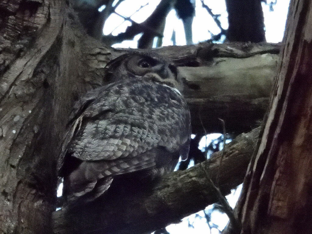 Great Horned Owl from Disc Golf Course, Golden Gate Park, San Francisco, CA, USA on March 10 ...