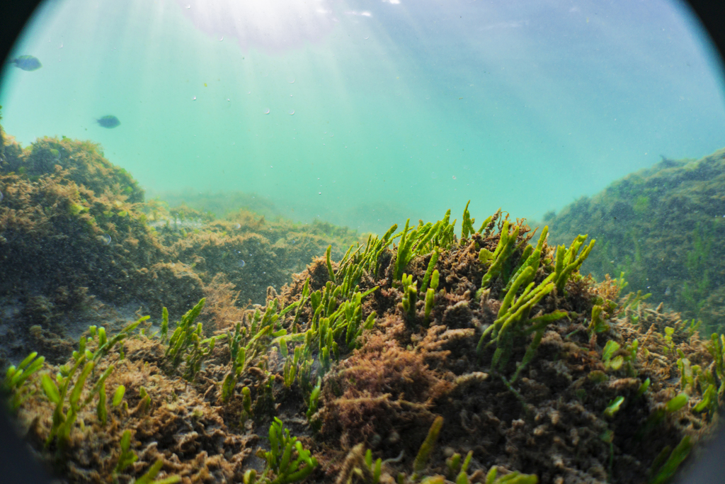 Green Feather Alga from Mazatlán, MX-SI, MX on July 26, 2019 at 06:04 ...